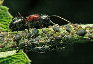Lord of the Ants - The Documentary Network