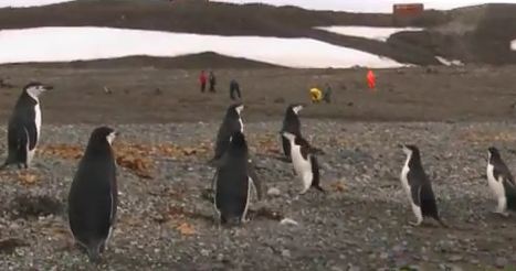 Penguin Flip-Flops: Reality or Myth? - The Documentary Network