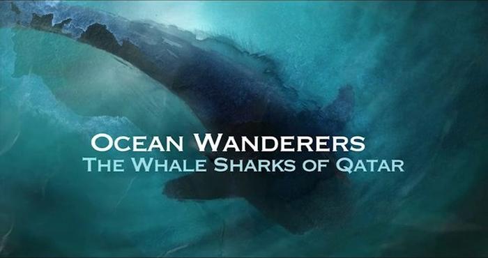 Ocean Wanderers - Whale Shark Documentary - The Documentary Network