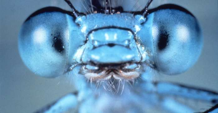 Microcosmos - The Documentary Network