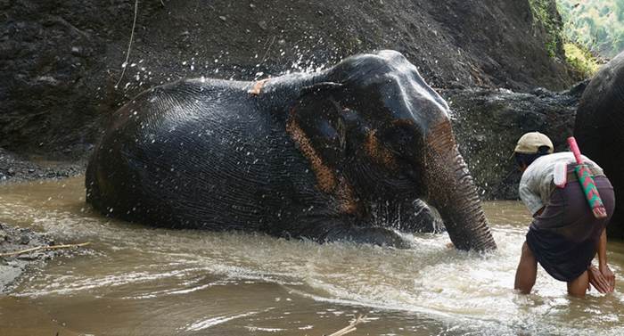 Burma's Last Timber Elephants - The Documentary Network