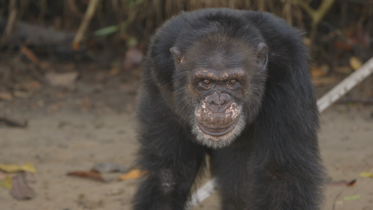 The Real Planet of the Apes - The Documentary Network