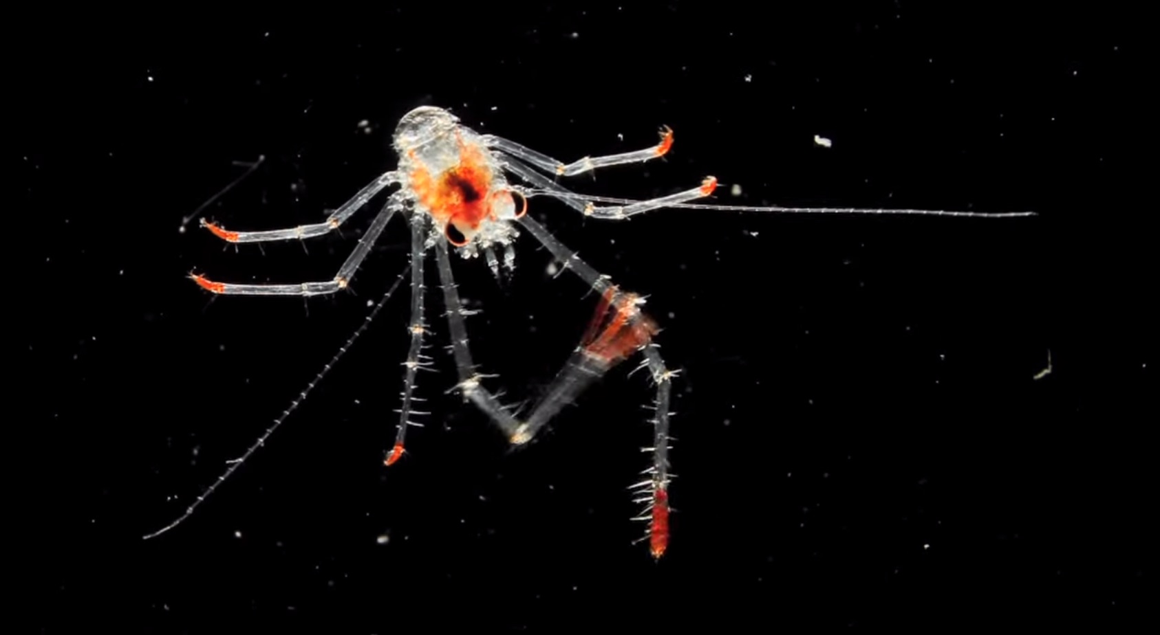 The secret life of plankton - by Tierney Thys - The Documentary Network