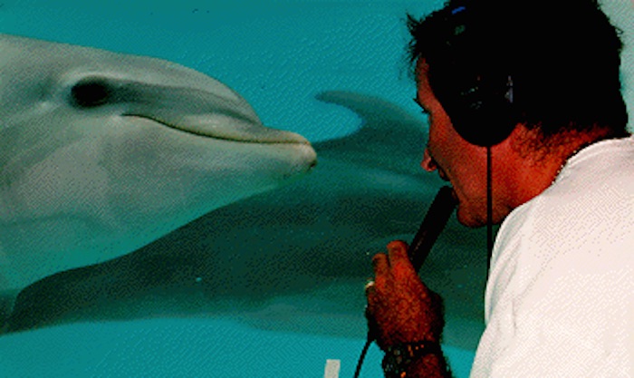 In the Wild - Dolphins With Robin Williams (1994) - The Documentary Network