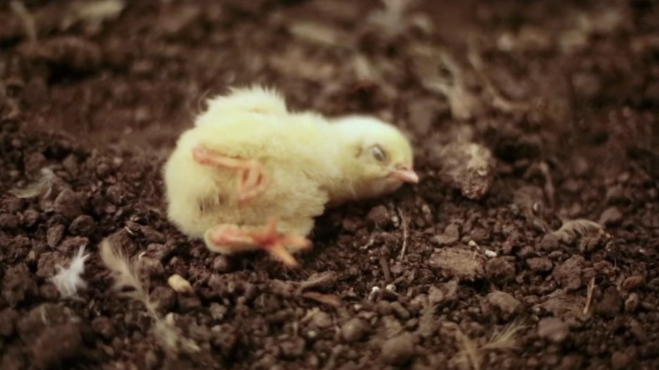 The Accidental Sea - Salton Sea - The Documentary Network