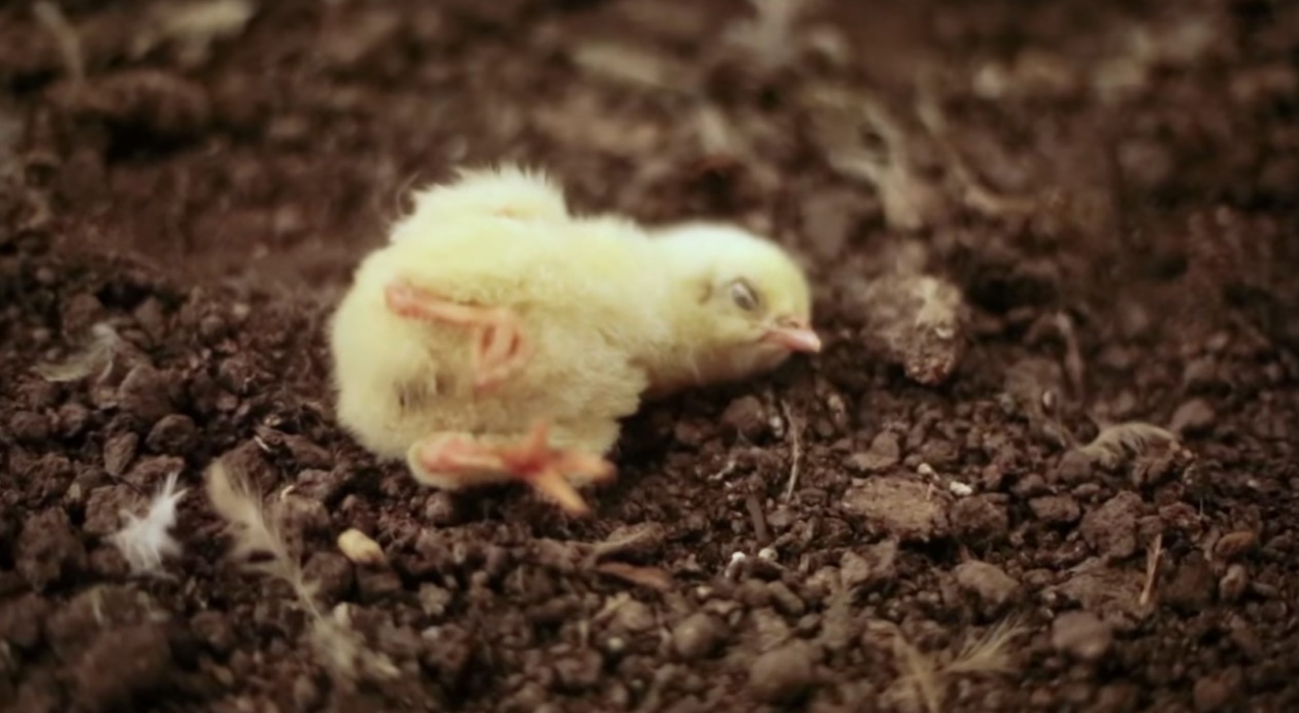 Chicken factory farmer speaks out - The Documentary Network